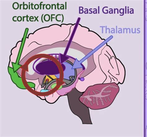 Biological Approach To Explaining OCD Flashcards Quizlet