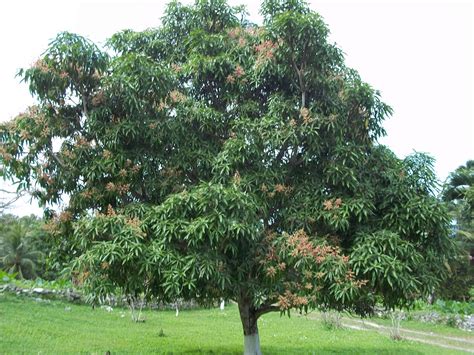 Trees Planet Mangifera Indica Mango Tree