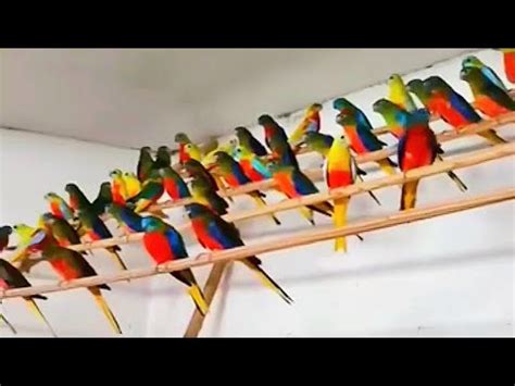 Afrecan Lovebirds Cage Breeding Setup How To Breed Lovebird In Open