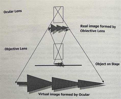 Analytical Techniques Microscopy Flashcards Quizlet