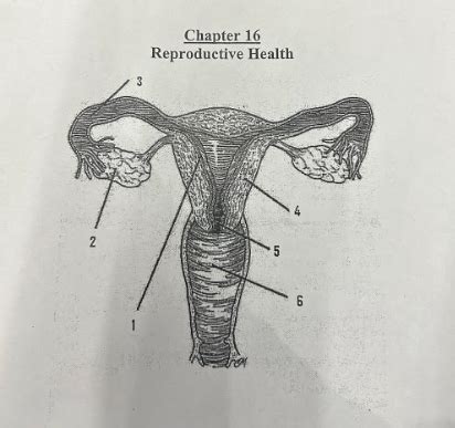 Female Reproductive System Diagram Quizlet
