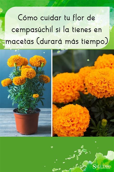 Cómo cuidar tu flor de cempasúchil si la tienes en macetas durará más