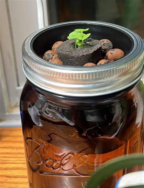 DIY Hydroponics In Mason Jar With Kratky Method How Hydroponics