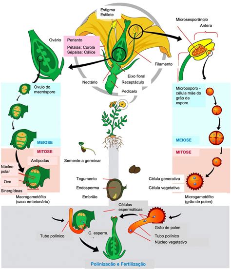 Ciclo Vital Angiospermas