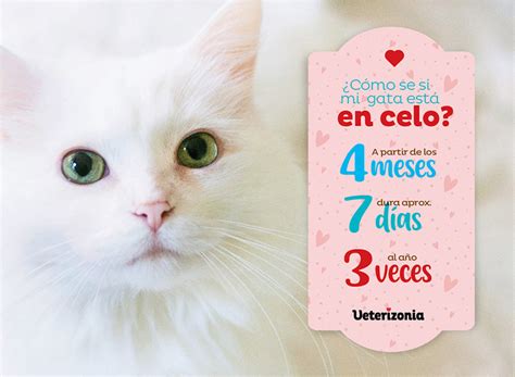 Cuanto Tarda En Parir Una Gata Actualizado Abril 2024