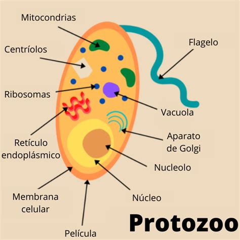 público Etna Ennegrecer caracteristicas estructurales de las bacterias