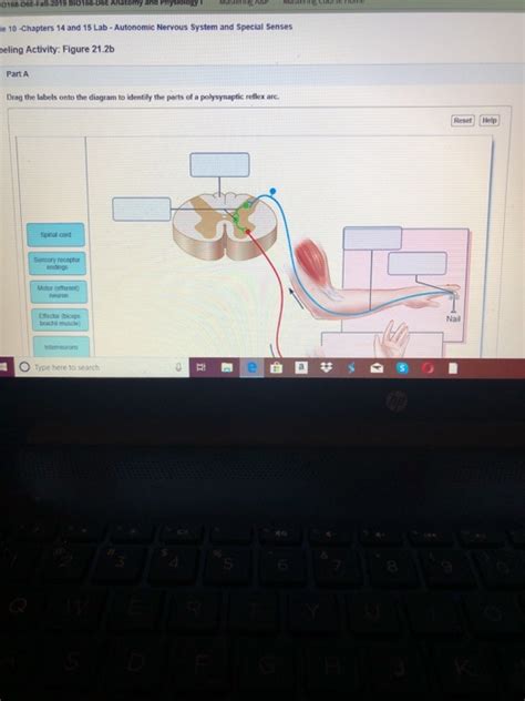 Solved 10 Chapters 14 And 15 Lab Autonomic Nervous System Chegg