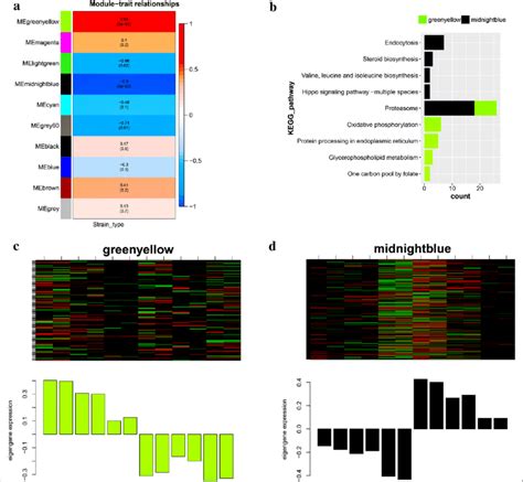 Correlation Analysis Of Traits In The Wgcna Module And Their Heatmap A