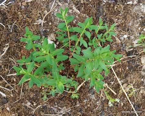 Foto Billede Af Prikbladet Perikon Hypericum Perforatum Billede
