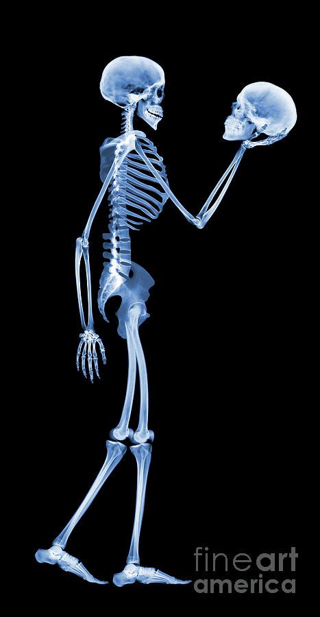 Skeleton Holding A Human Skull Photograph By D Roberts Science Photo
