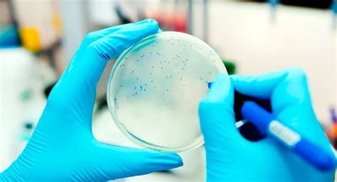 Fagoterapia qué es cómo combate infecciones ventajas y desventajas
