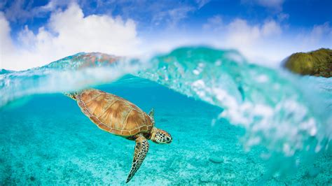 Fondo De Pantalla De Tortuga