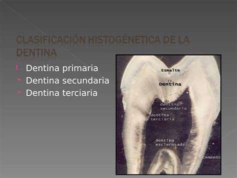 Histologia Y Embriologia Bucodental By Nancy Calzada Issuu