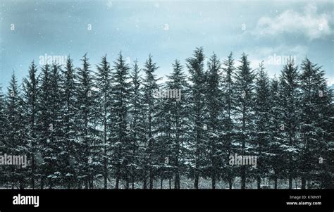 Row Of Pine Trees With Gray Sky At Winter In Nagano Japan Stock Photo