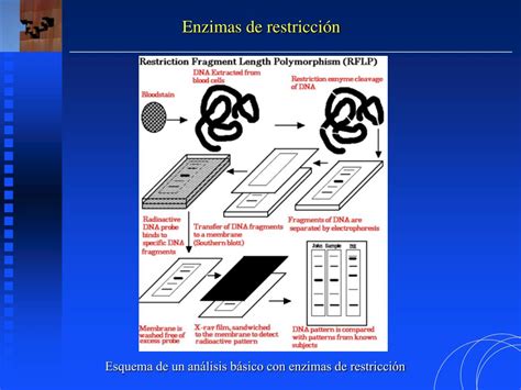 Ppt Marcadores De Determinaci N Directa Introducci N Enzimas De