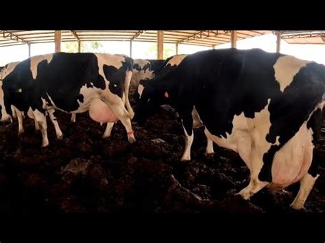 Preço de 3 Vacas Produzindo 100 Litros Dia Vacas Valendo Pouco Dinheiro