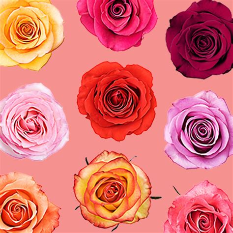 17 Rose Color Meanings To Help You Choose A Bouquet In 2024