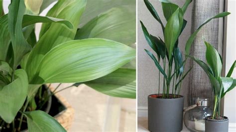 Plantas Que N O Precisam De Sol Direto Plantas Para Casa