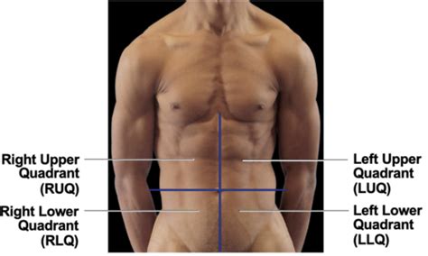 Introduction To Human Anatomy Flashcards Quizlet