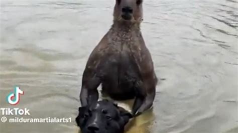 L Uomo Che Lotta Con Un Canguro Per Salvare Il Suo Cane