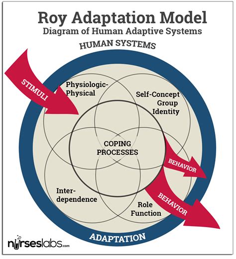 sister callista roy adaptation model of nursing nursing theory fundamentals of nursing