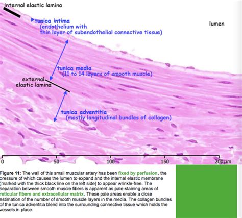 Histology Of Blood Vessels Flashcards Quizlet