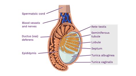 Seminiferous Tubules Male Reproductive System Anatomy