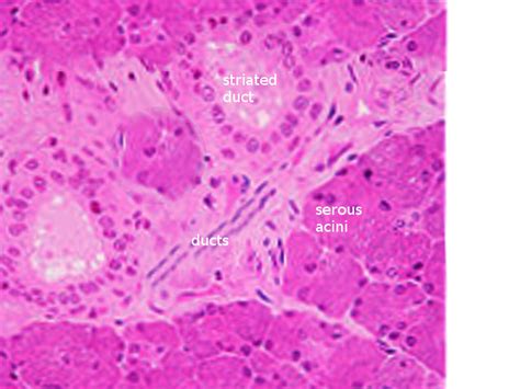Parotid Histology