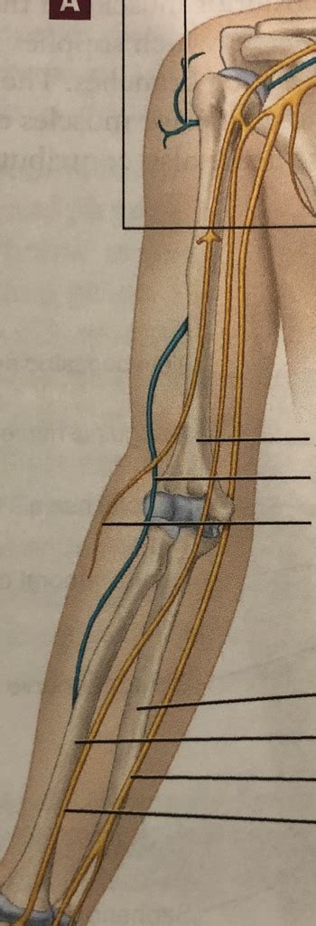 Peripheral Nerve Diagram Quizlet