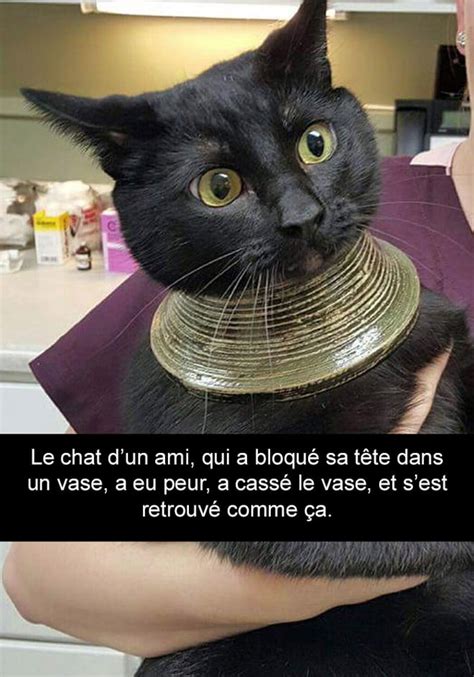 Voici les 20 Snapchat de chats les plus drôles de tous les temps