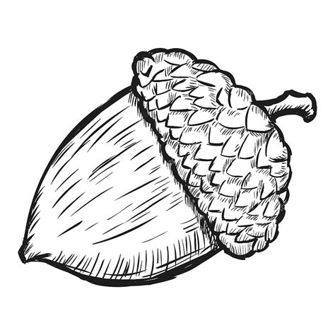 Printable Acorn Coloring Page