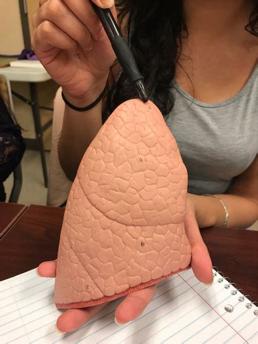 Respiratory System Cadaver Flashcards Quizlet