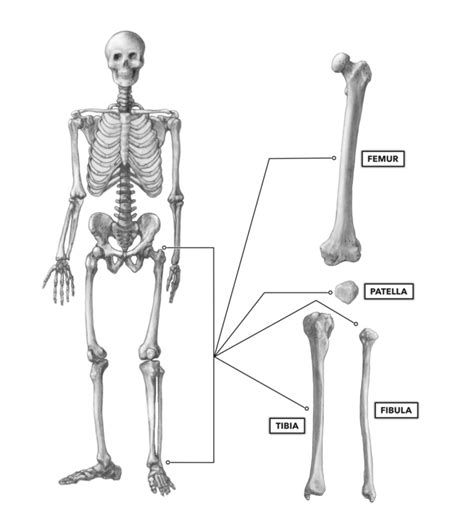 Femur And Tibia Anatomy