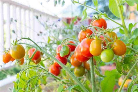 How To Grow Tomatoes On A Balcony Step By Step Guide 2024