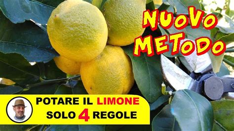 POTARE IL LIMONE SOLO 4 REGOLE YouTube