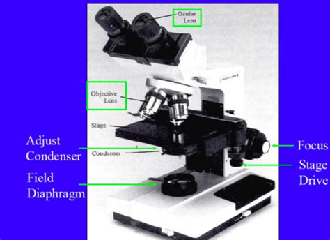 Histo Exam Flashcards Quizlet
