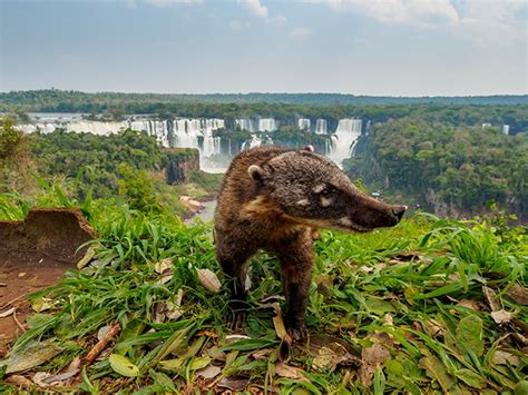 Aniversário do Parque Nacional do Iguaçu 85 anos em 2024 Del Rey