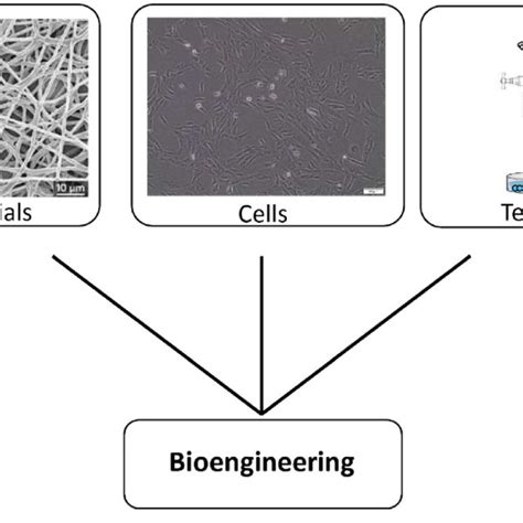 Illustration Of Bioengineering As The Intersection Of Biomaterials