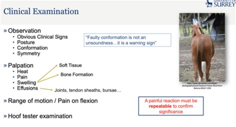 Approach To Equine Lameness Flashcards Quizlet