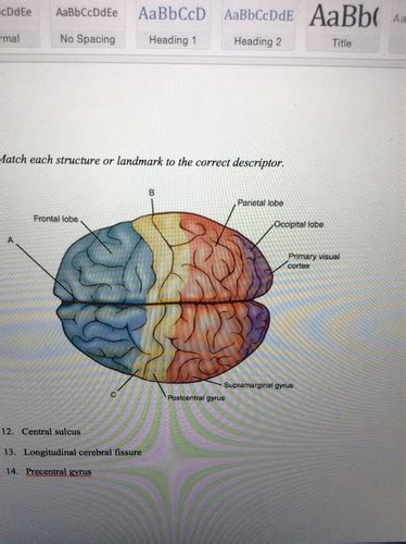 Neuro Flashcards Quizlet