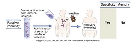 Vaccination And Tolerance Flashcards Quizlet