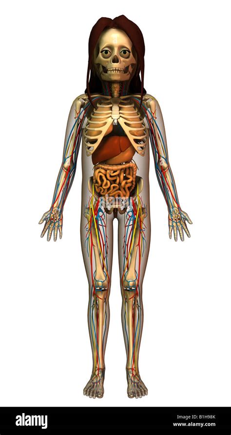 Squelette Anatomie Des Organes Photo Stock Alamy