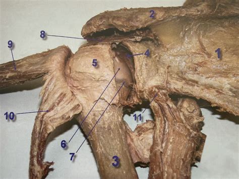 P 19 Glenohumeral Joint Diagram Quizlet
