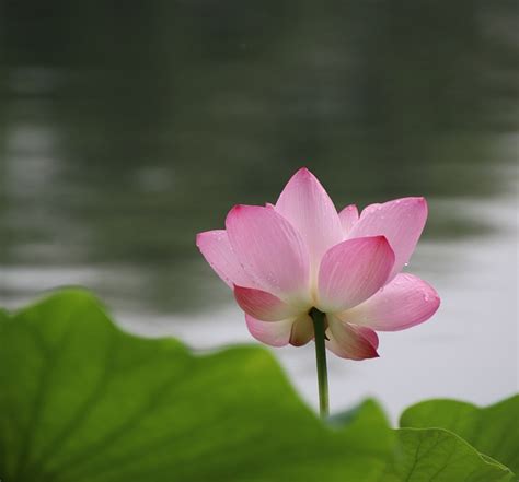 Lotus Blume Lotusblume Pinke Kostenloses Foto Auf Pixabay Pixabay