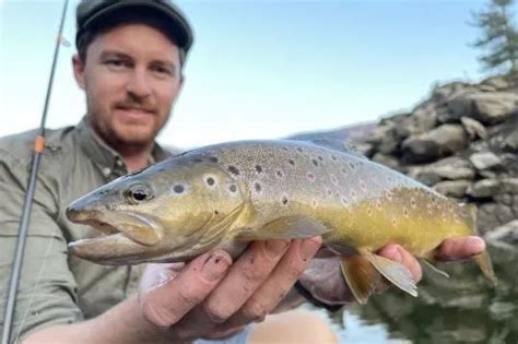 Pêcher la truite au leurre souple une technique très efficace