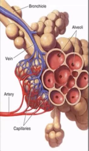 L Pathophysiology Of Copd Flashcards Quizlet