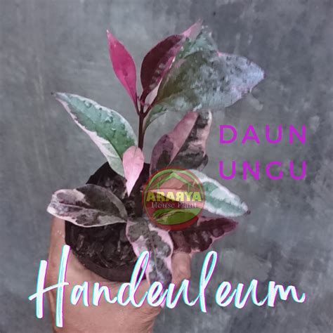 Jual Bibit Daun Ungu Ori Tanaman Handeuleum Obat Wasir Tanaman Herbal