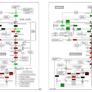 Glycolysis Gluconeogenesis Pathways The Glycolysis Gluconeogenesis