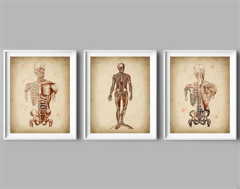 Vintage Musculoskeletal Anatomy Art Medical Poster Muscular System