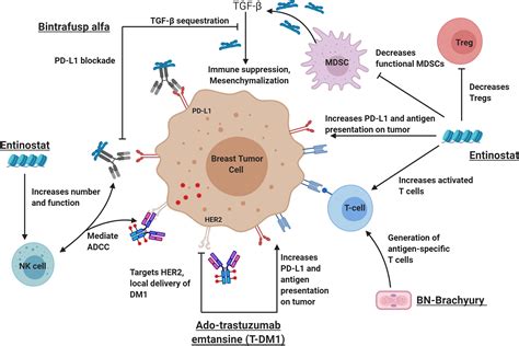 Emtansine Trastuzumab